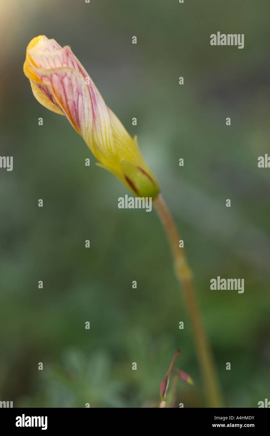 Africa southern africa environment flower nature flora vegetation kamiesberg kamieskroon hi-res ...