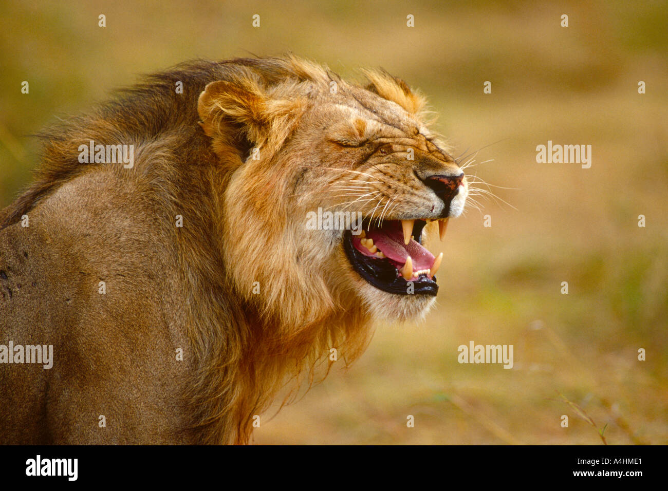 Male lion grimace hi-res stock photography and images - Alamy