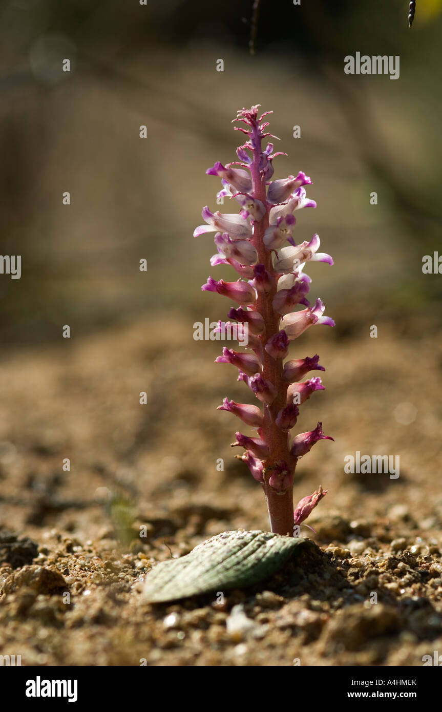 Lachenalia carnosa fleshy leaved lachenalia Spring flowers on Kamiesberg near Kamieskroon ...