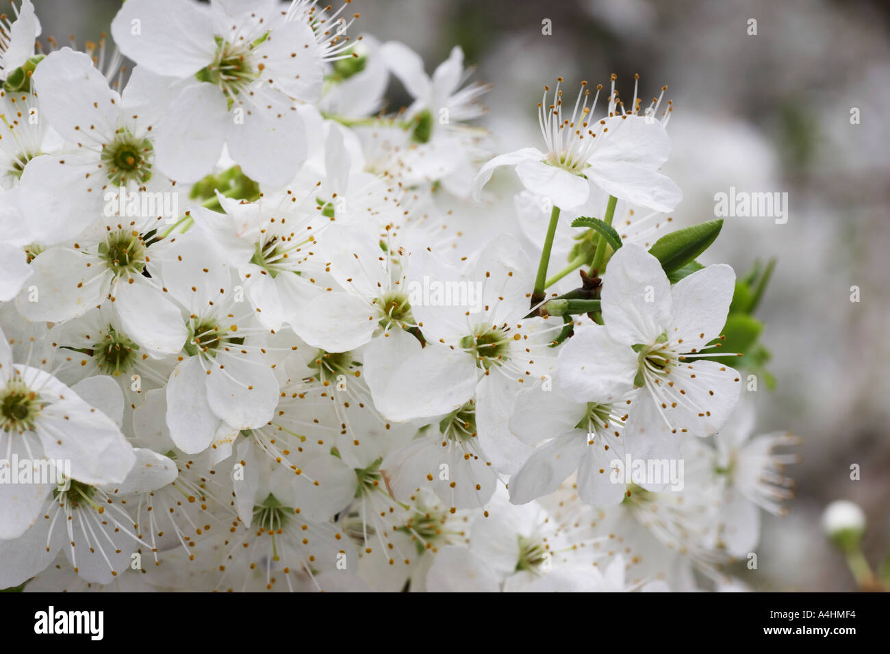 White Hawthorn Blossom Stock Photo - Alamy