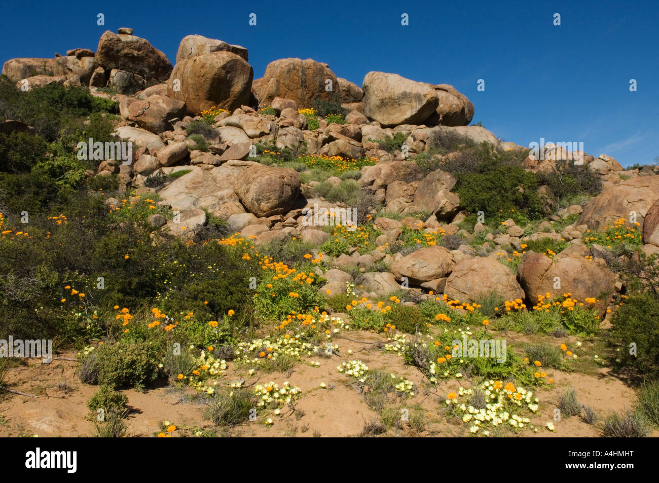 Namaqua spring flowers hi-res stock photography and images - Alamy