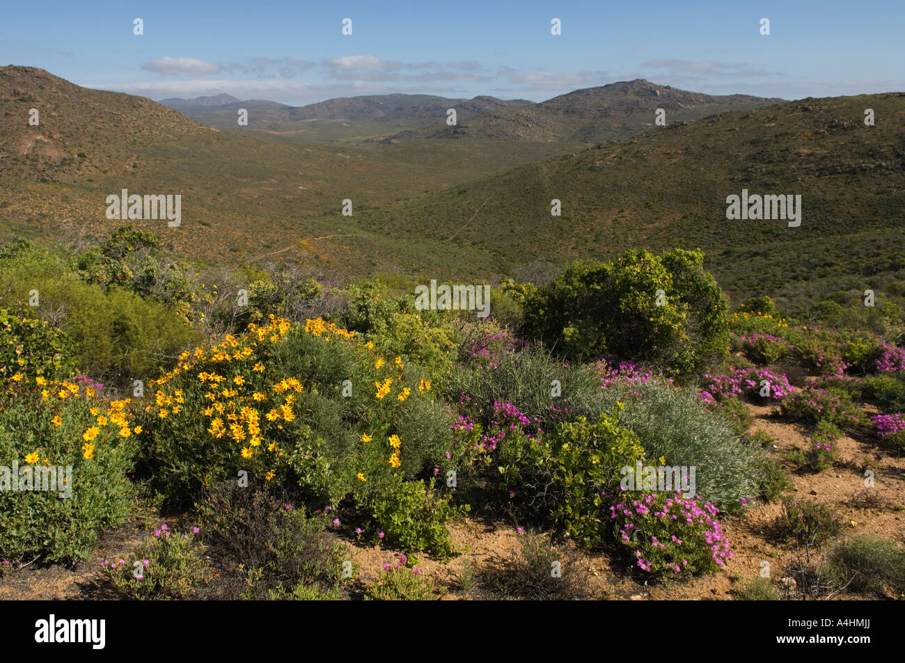 Spring flowers in Namaqua National Park Namaqualand South Africa Stock ...
