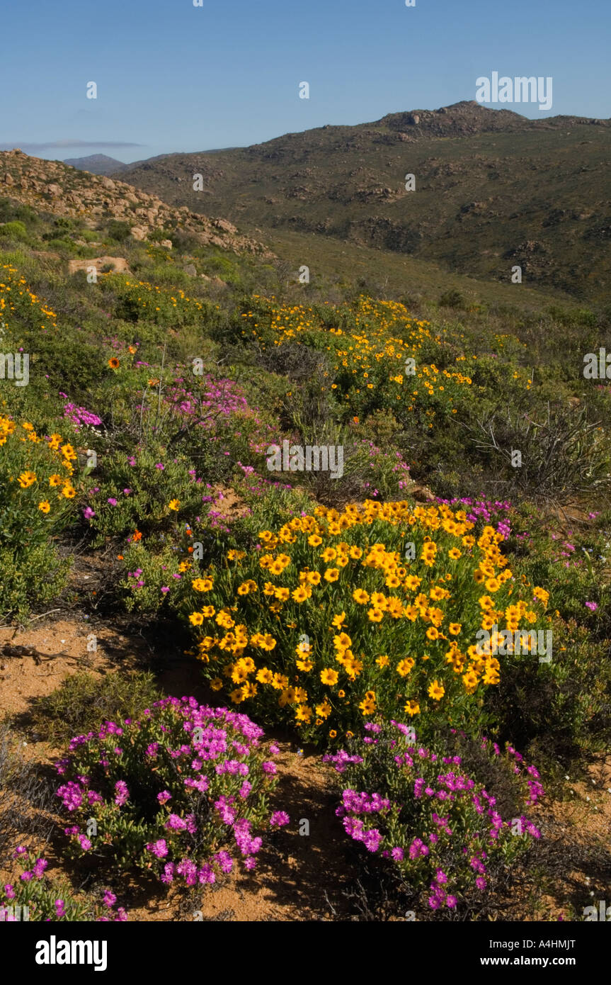 Spring flowers in Namaqua National Park Namaqualand South Africa Stock ...