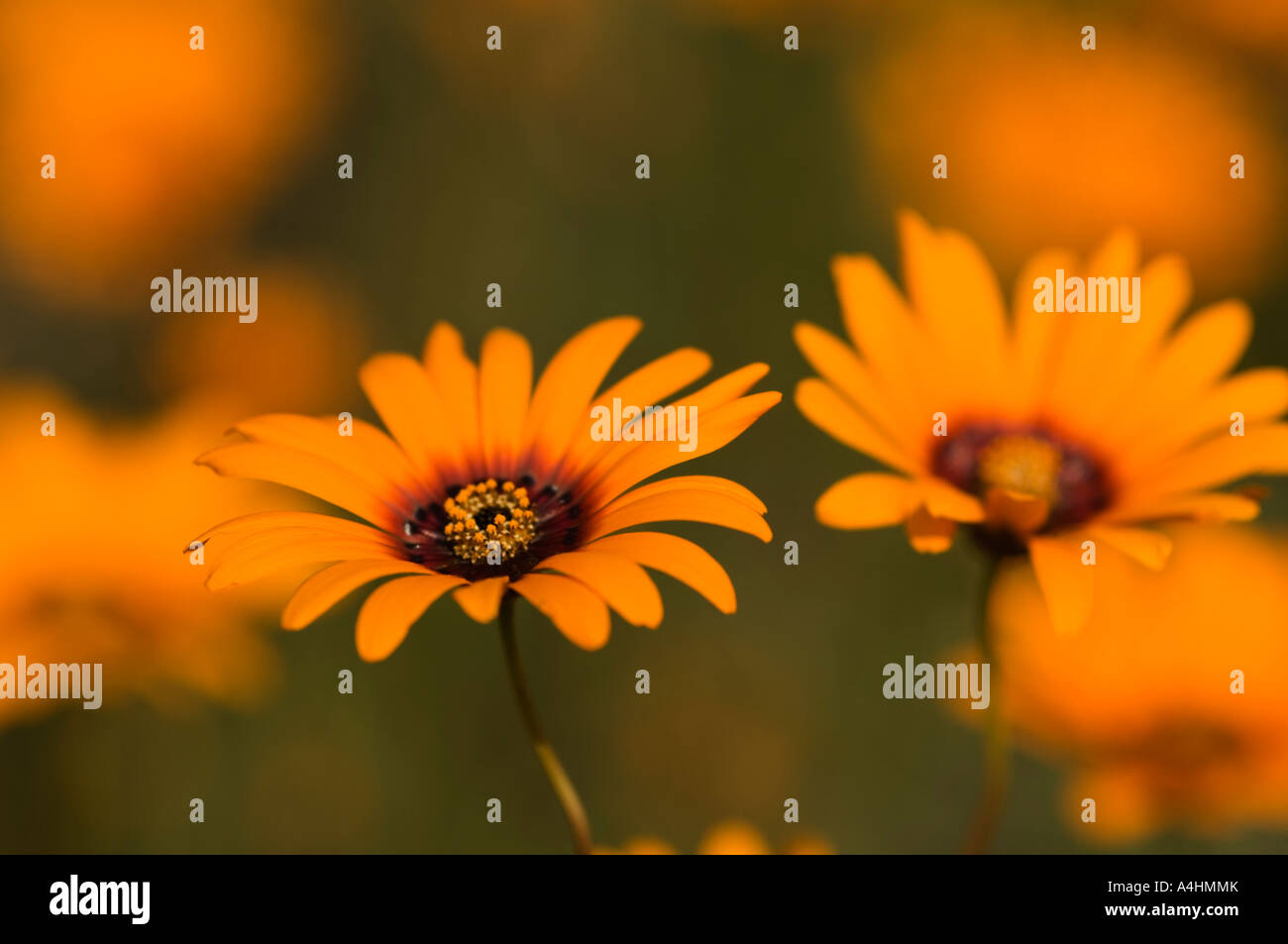 Annual daisies Namaqua National Park Namaqualand South Africa Stock ...