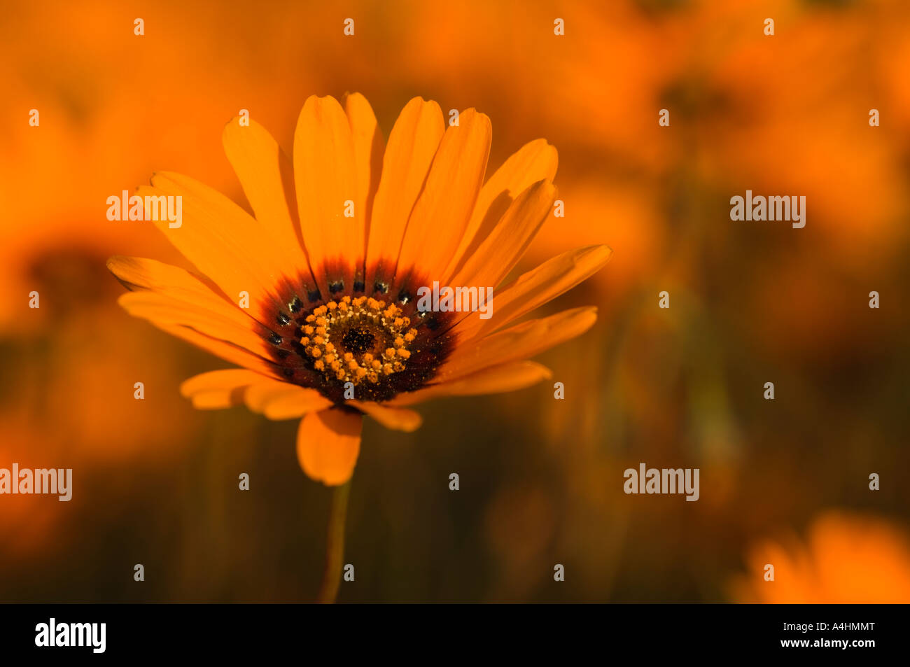 Annual daisies Namaqua National Park Namaqualand South Africa Stock ...