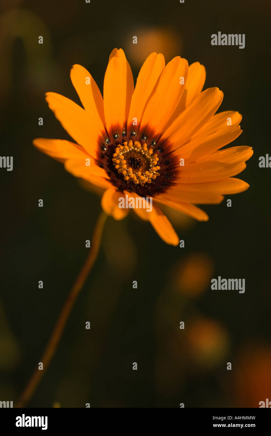Annual daisy Namaqua National Park Namaqualand South Africa Stock Photo ...