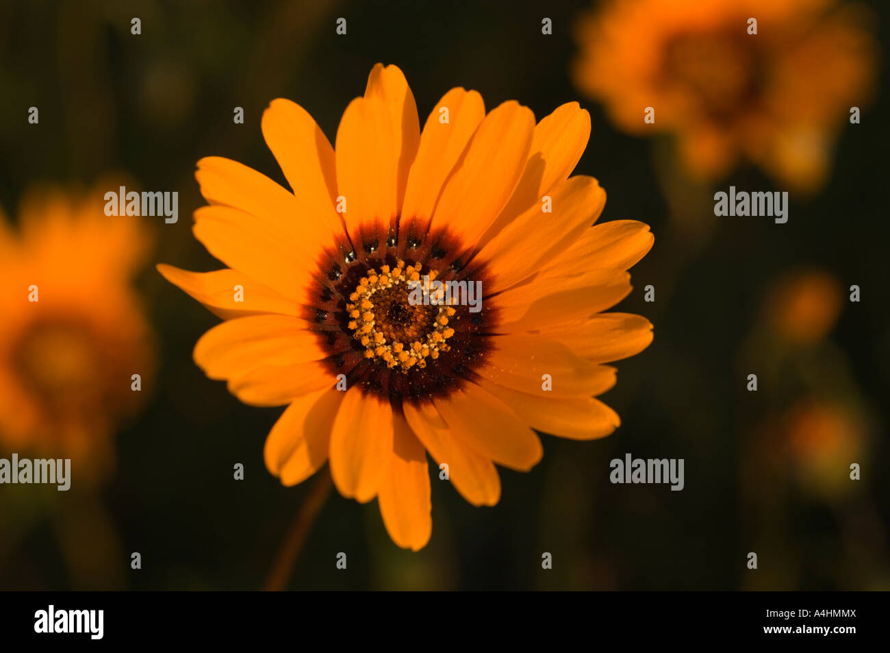Annual daisy Namaqua National Park Namaqualand South Africa Stock Photo ...