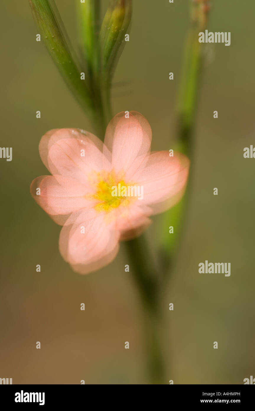 Moraea miniata hi-res stock photography and images - Alamy