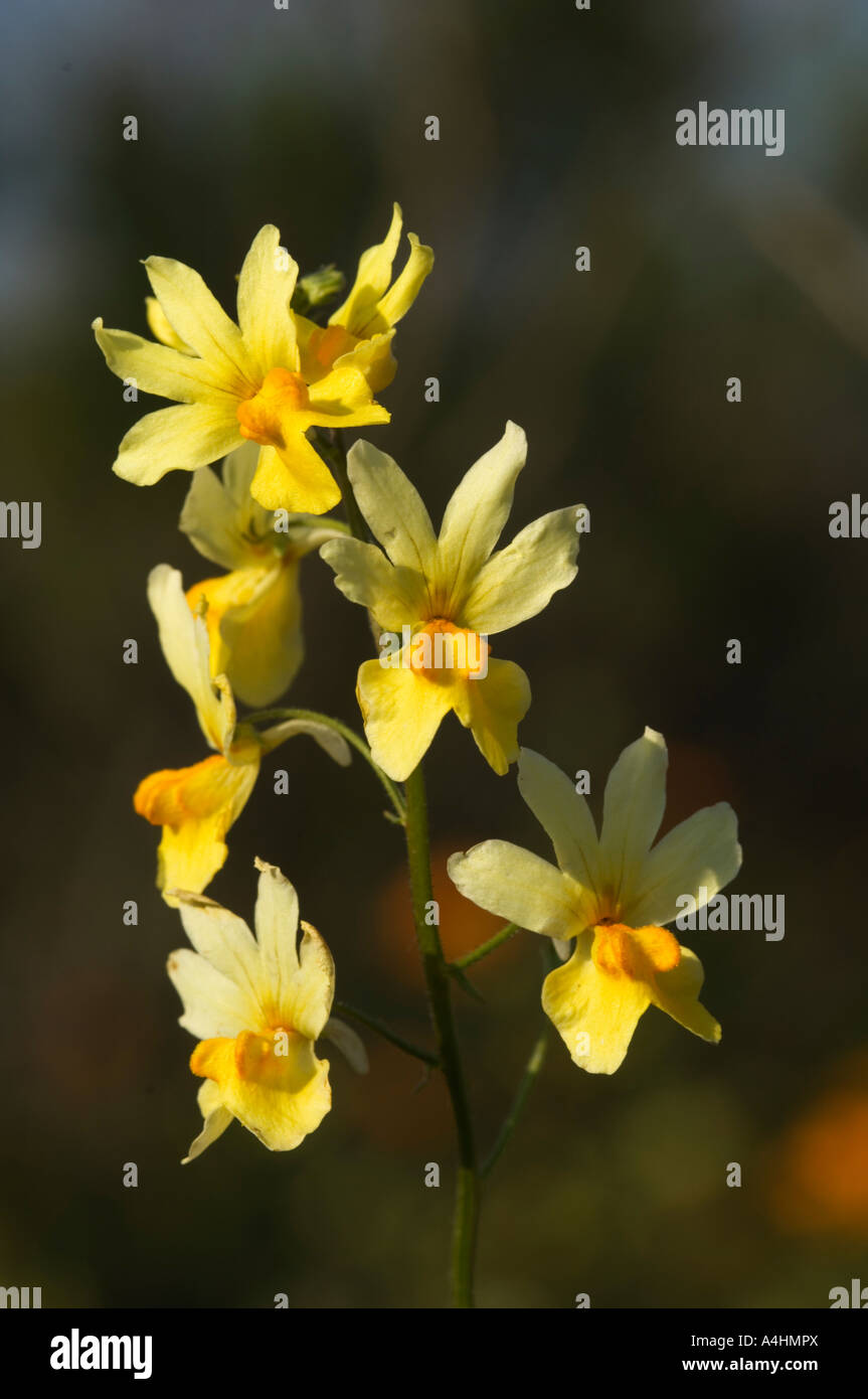 Nemesia snapdragon family Spring flowers in Namaqua National Park ...
