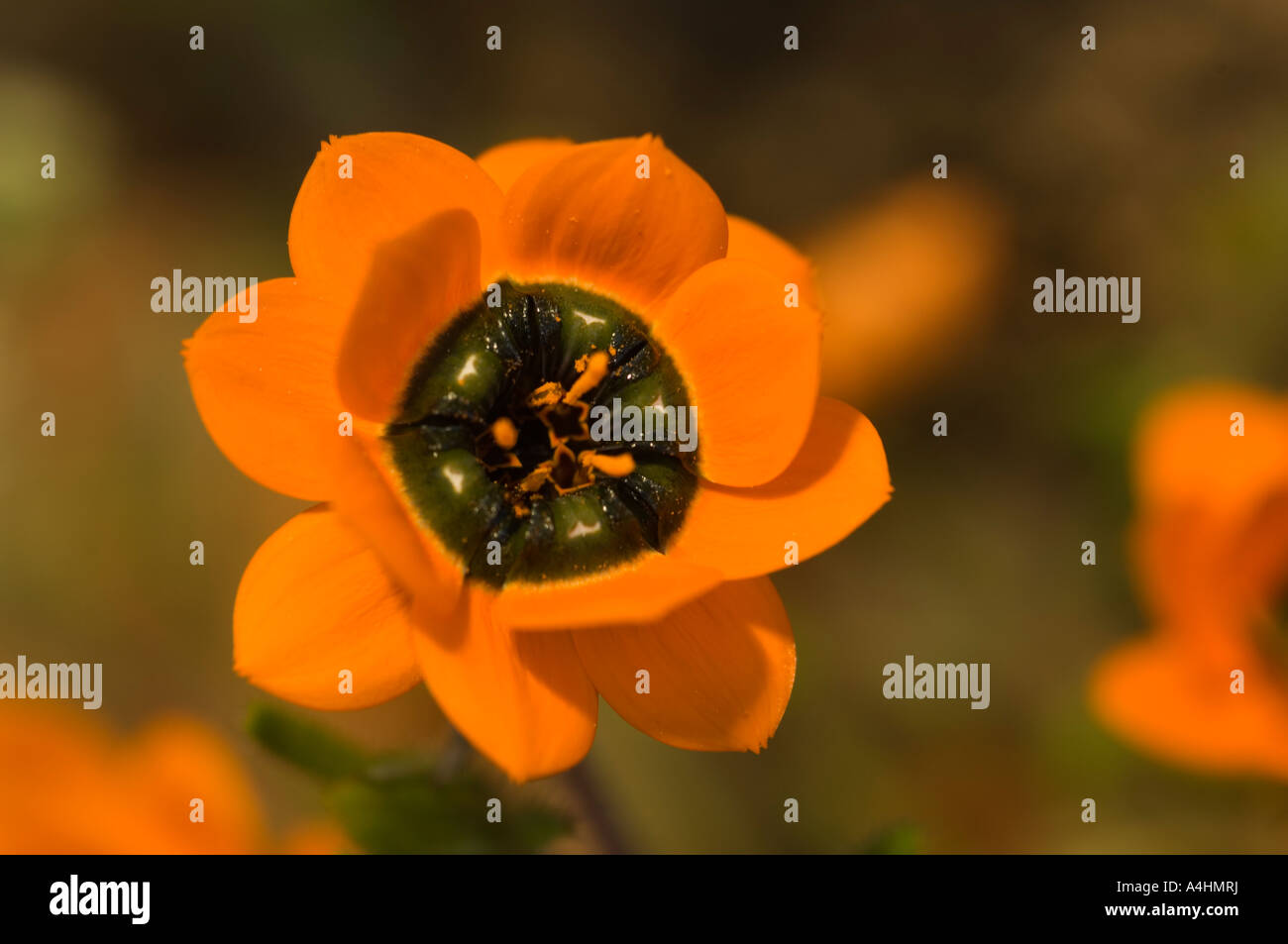 Kamiesberg beetle daisy Gorteria diffusa calendulacea Spring flowers in ...