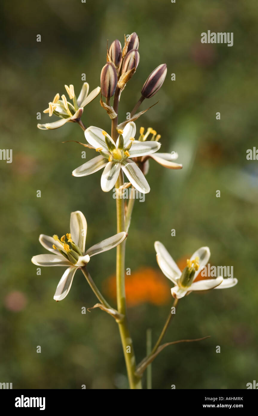 Large striped chincherinchee Ornithogalum polyphyllum Spring flowers in ...