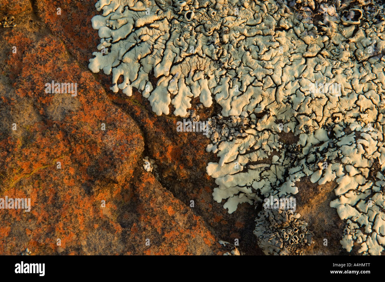 algae on rocks Nieuwoudtville Namaqualand South Africa Stock Photo - Alamy