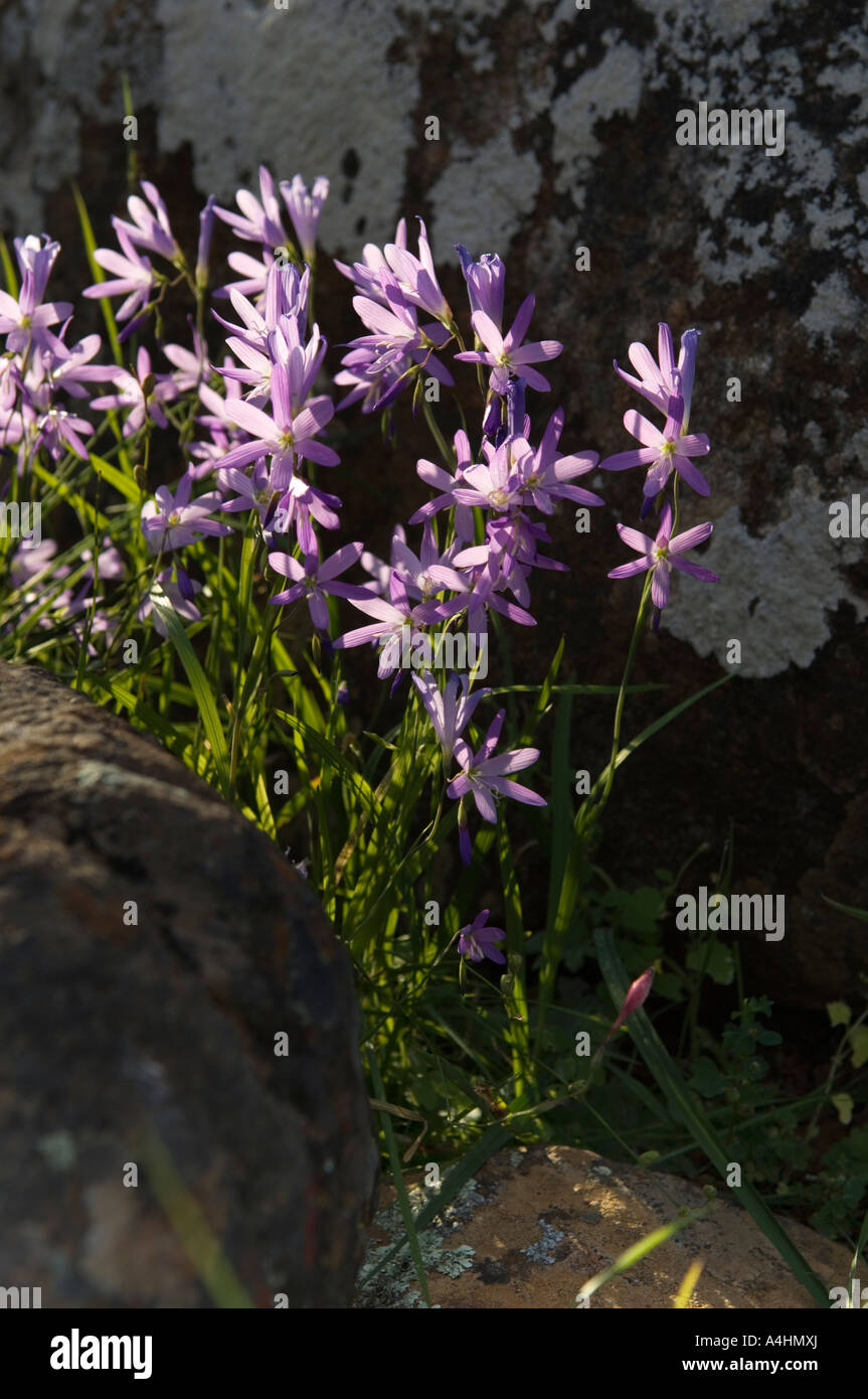Blue ixia Ixia rapunculoides spring flowers Nieuwoudtville Namaqualand ...