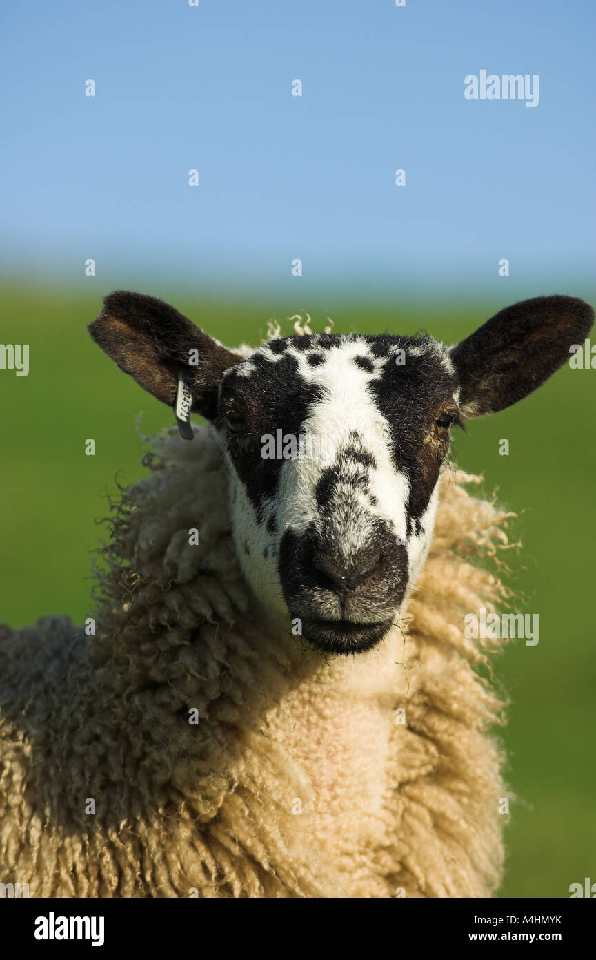 Gimmer ewe hi-res stock photography and images - Alamy