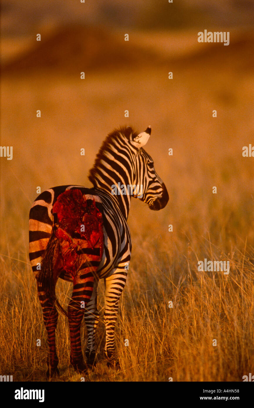 Injured zebra hi-res stock photography and images - Alamy