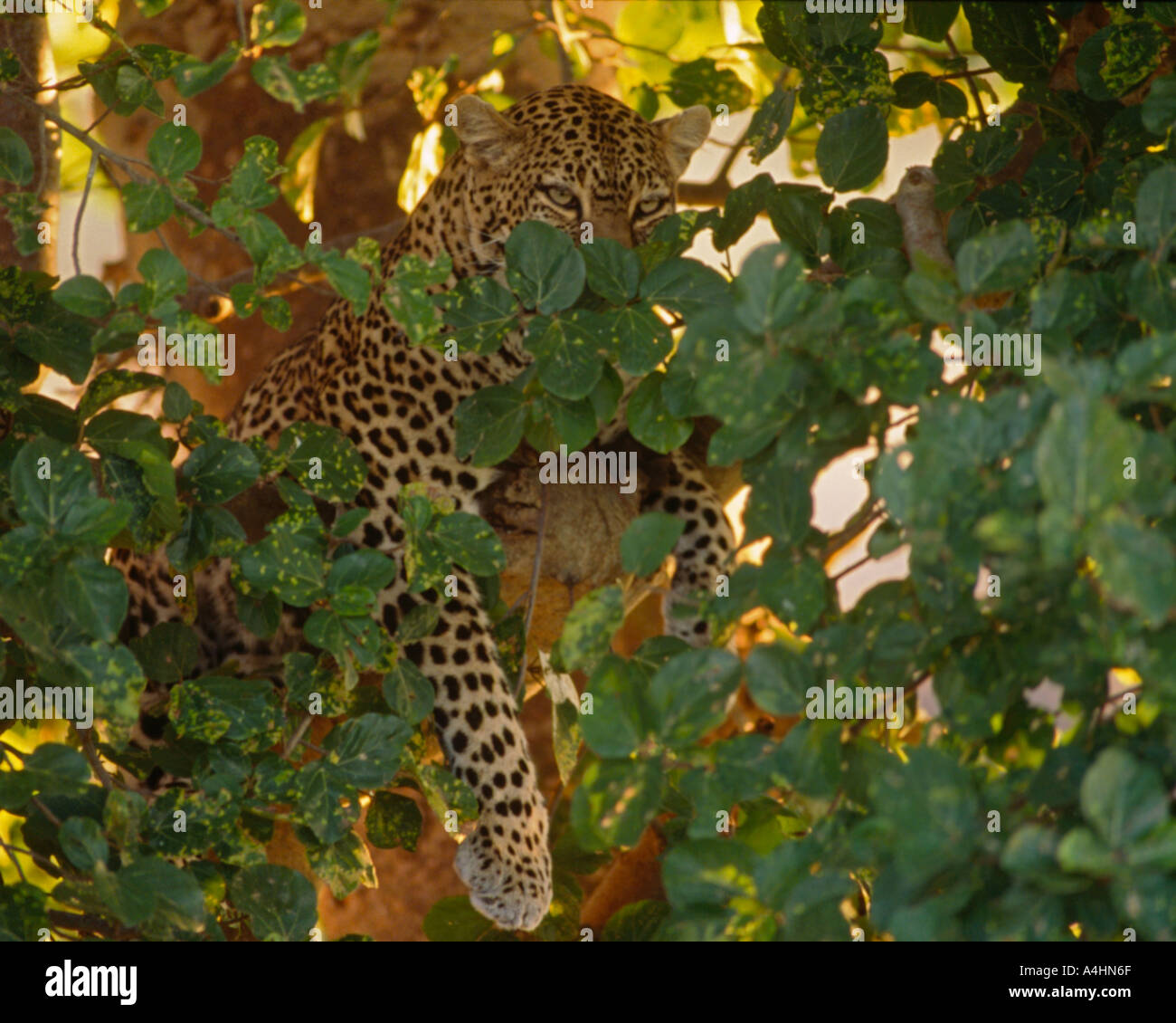 Leopard Hidden in a Tree Maasai Mara Kenya Panthera pardus Stock Photo ...