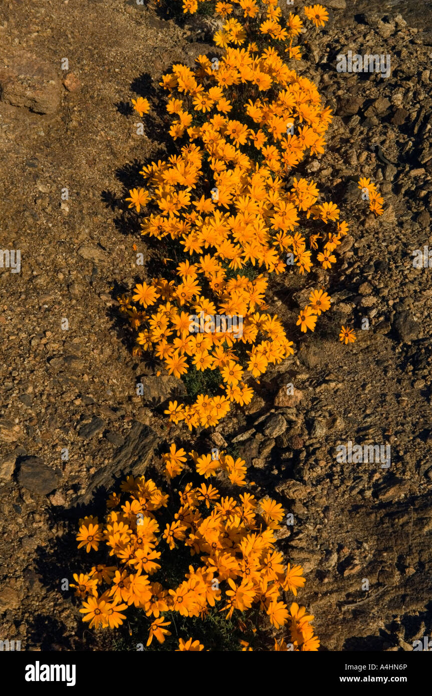 Blooming plant between rocks hi-res stock photography and images - Alamy