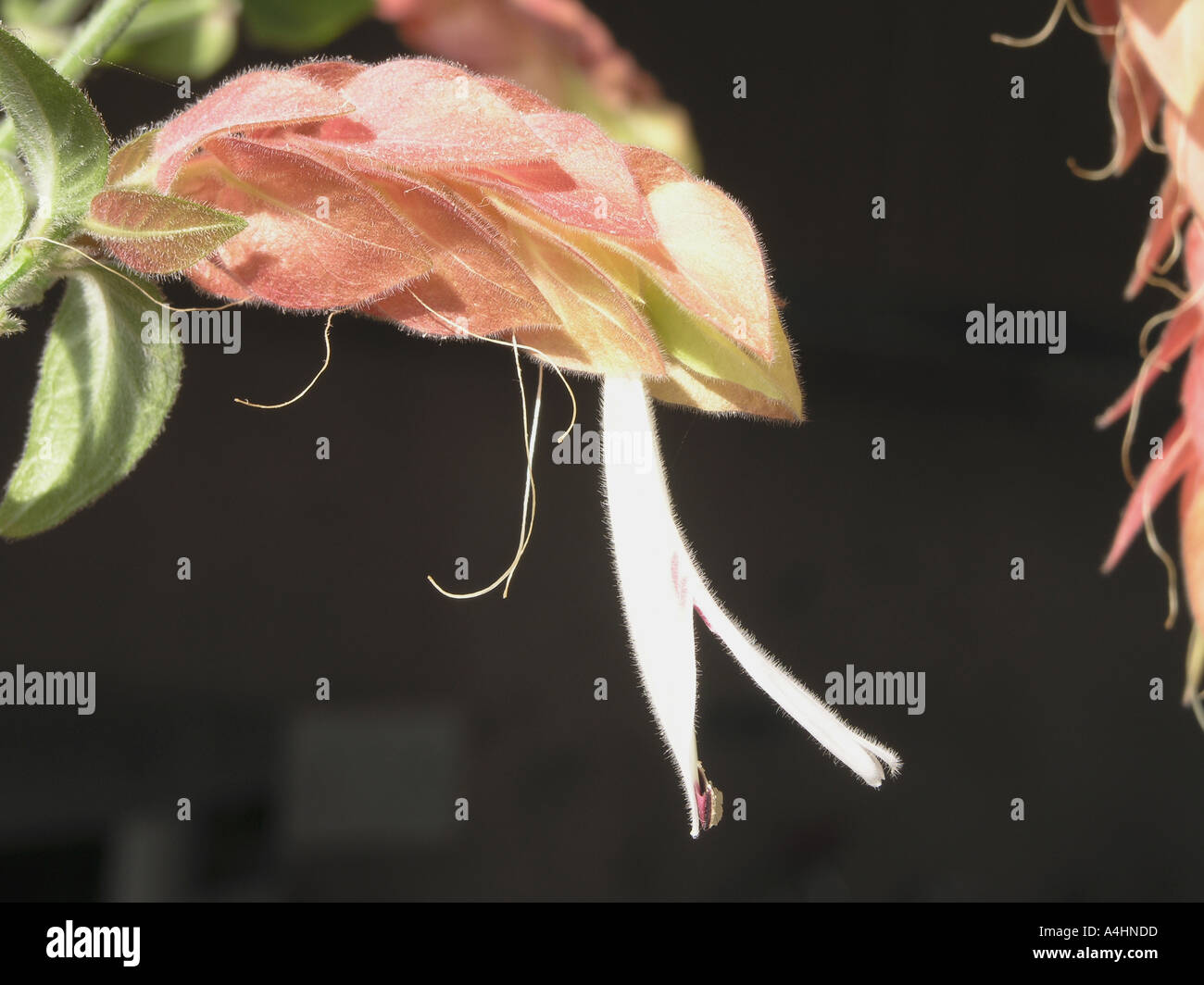 Shrimp plant bract Stock Photo - Alamy