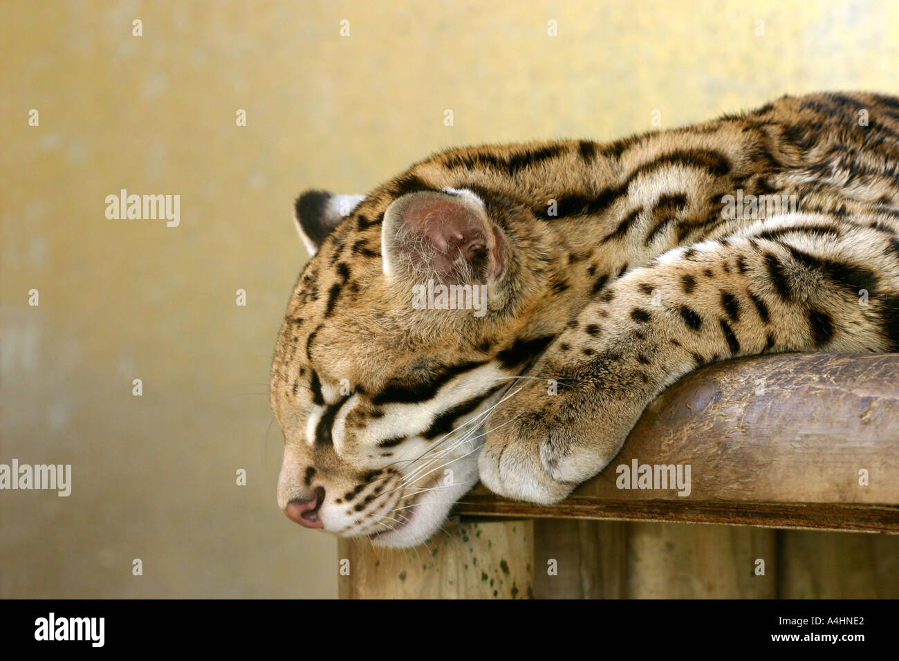 Dead sleeping cat hi-res stock photography and images - Alamy