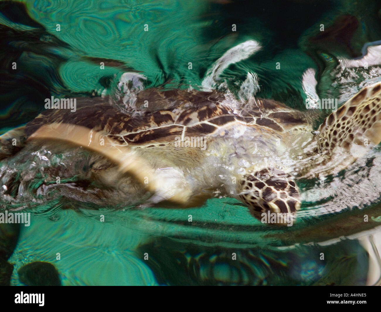 Giant green sea turtle Stock Photo - Alamy
