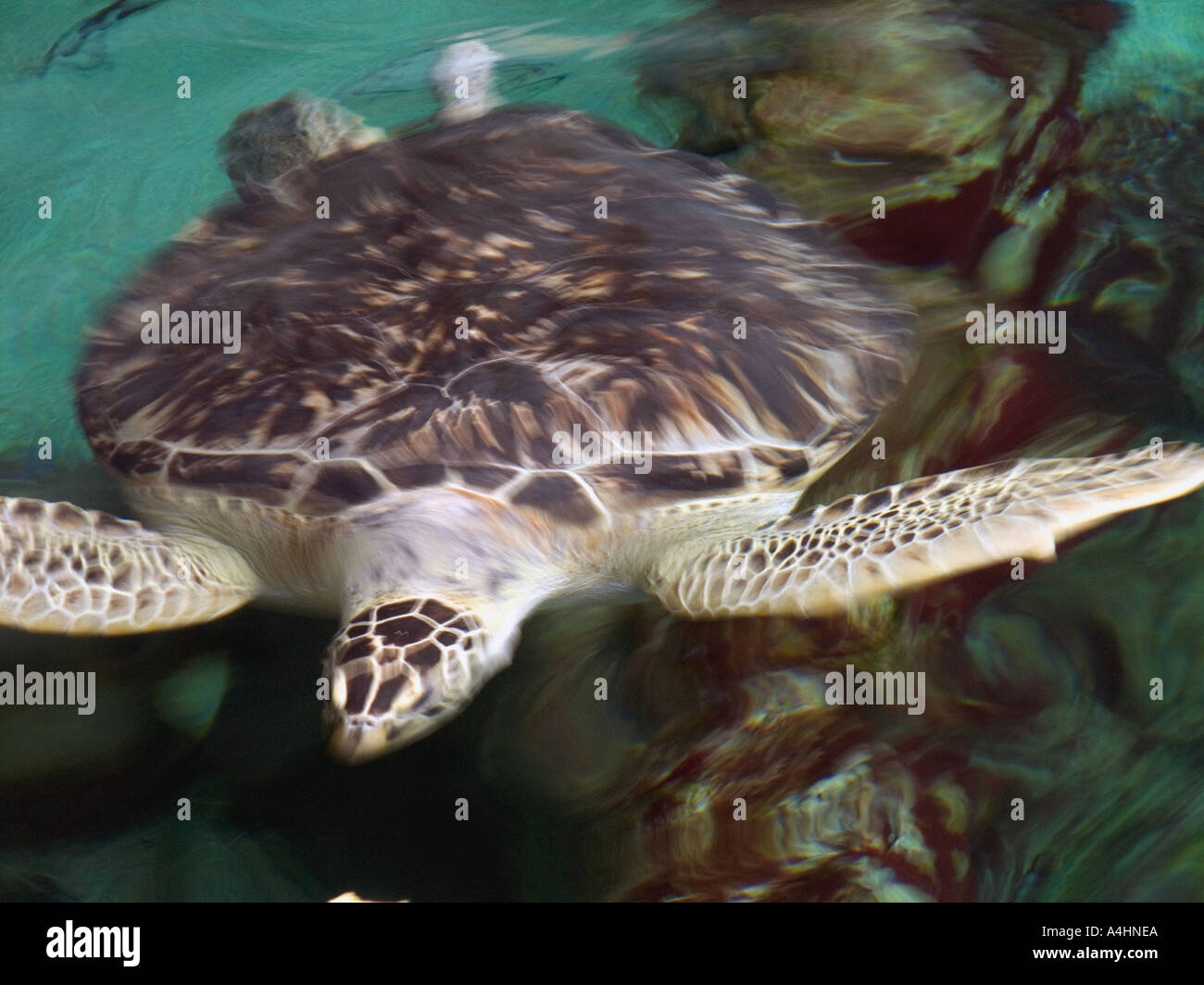 Giant green sea turtle Stock Photo - Alamy