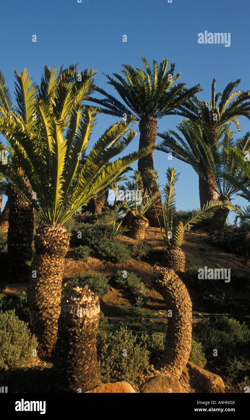 Cycads Johannesburg South Africa Stock Photo - Alamy