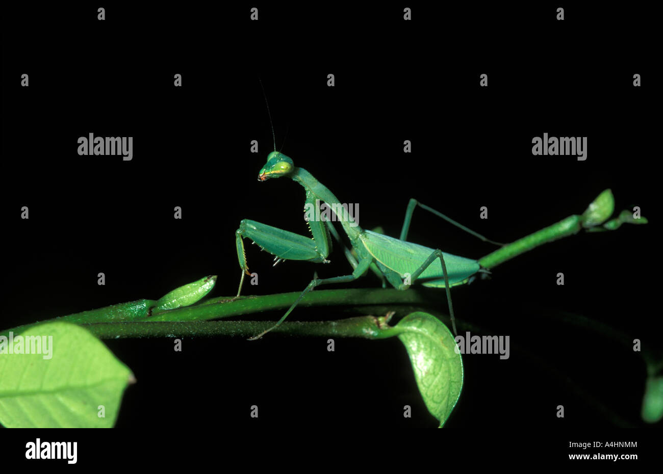 Giant mantid or common green mantid Spodromantis gastrica South Africa ...
