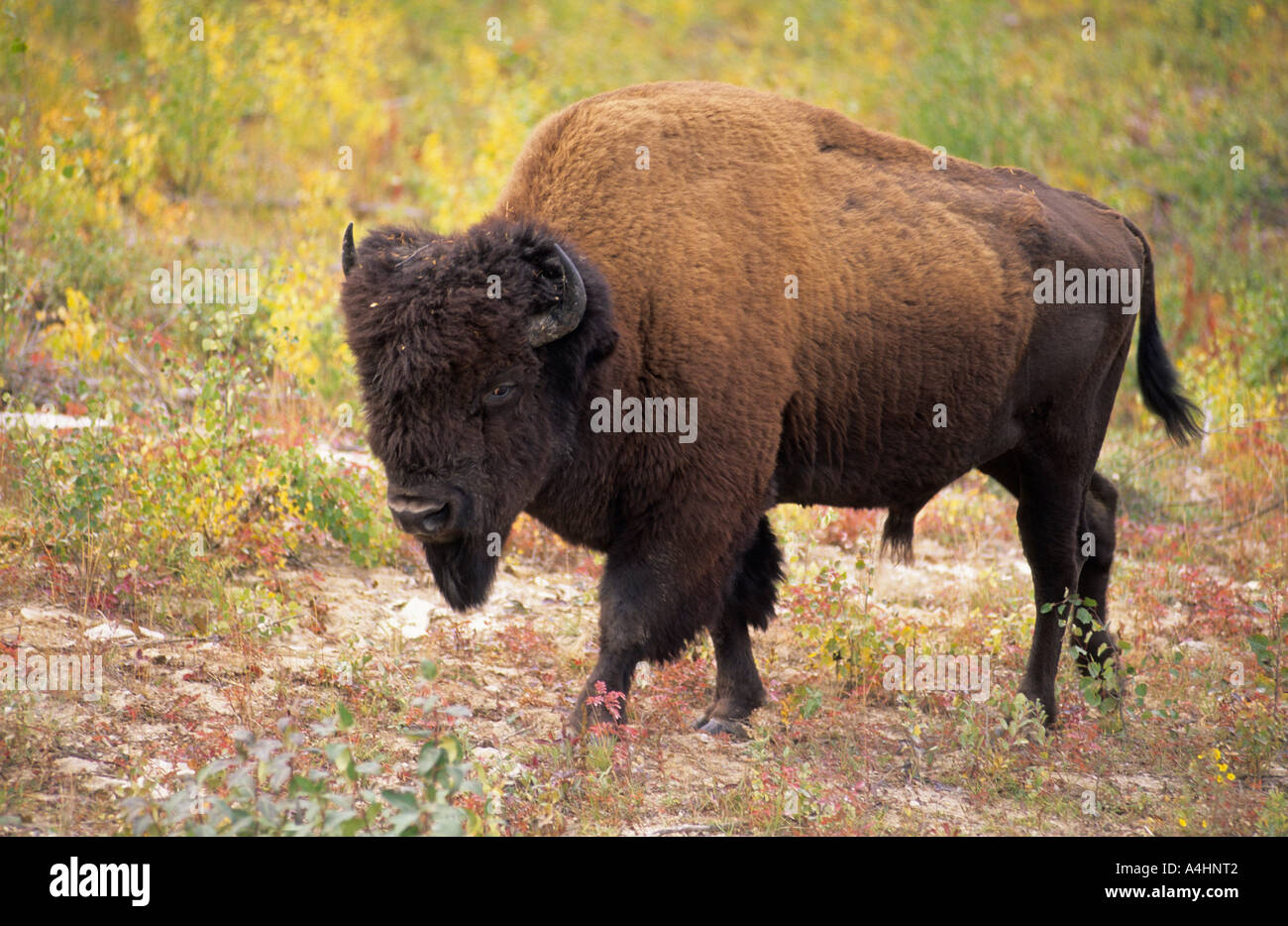 Bison buffalo lat bison bison hi-res stock photography and images - Alamy