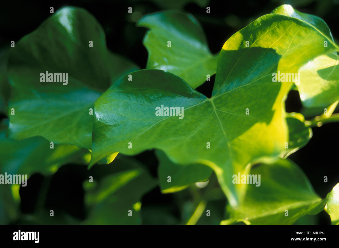 Ivy shape hi-res stock photography and images - Alamy