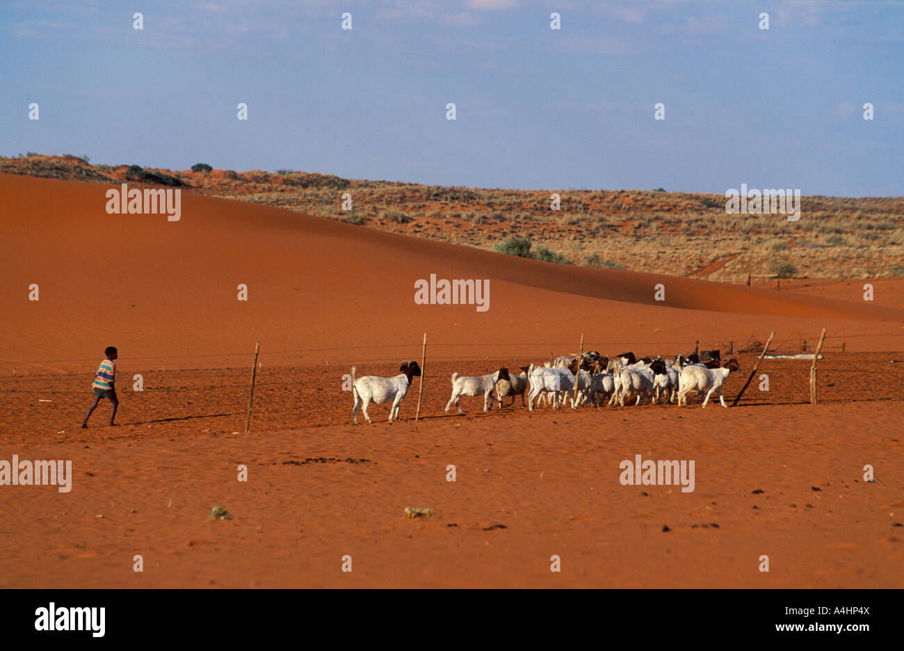 sheep farm in the Kalahari Northern Cape South Africa Stock Photo - Alamy