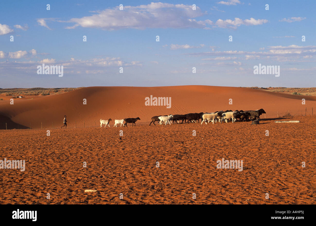 Kalahari farming hi-res stock photography and images - Alamy
