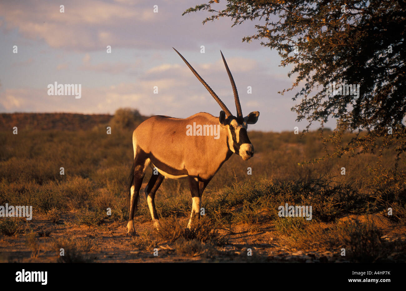 Gemsbok Oryx gazella gazella Kgalagadi Transfrontier Park Northern Cape ...
