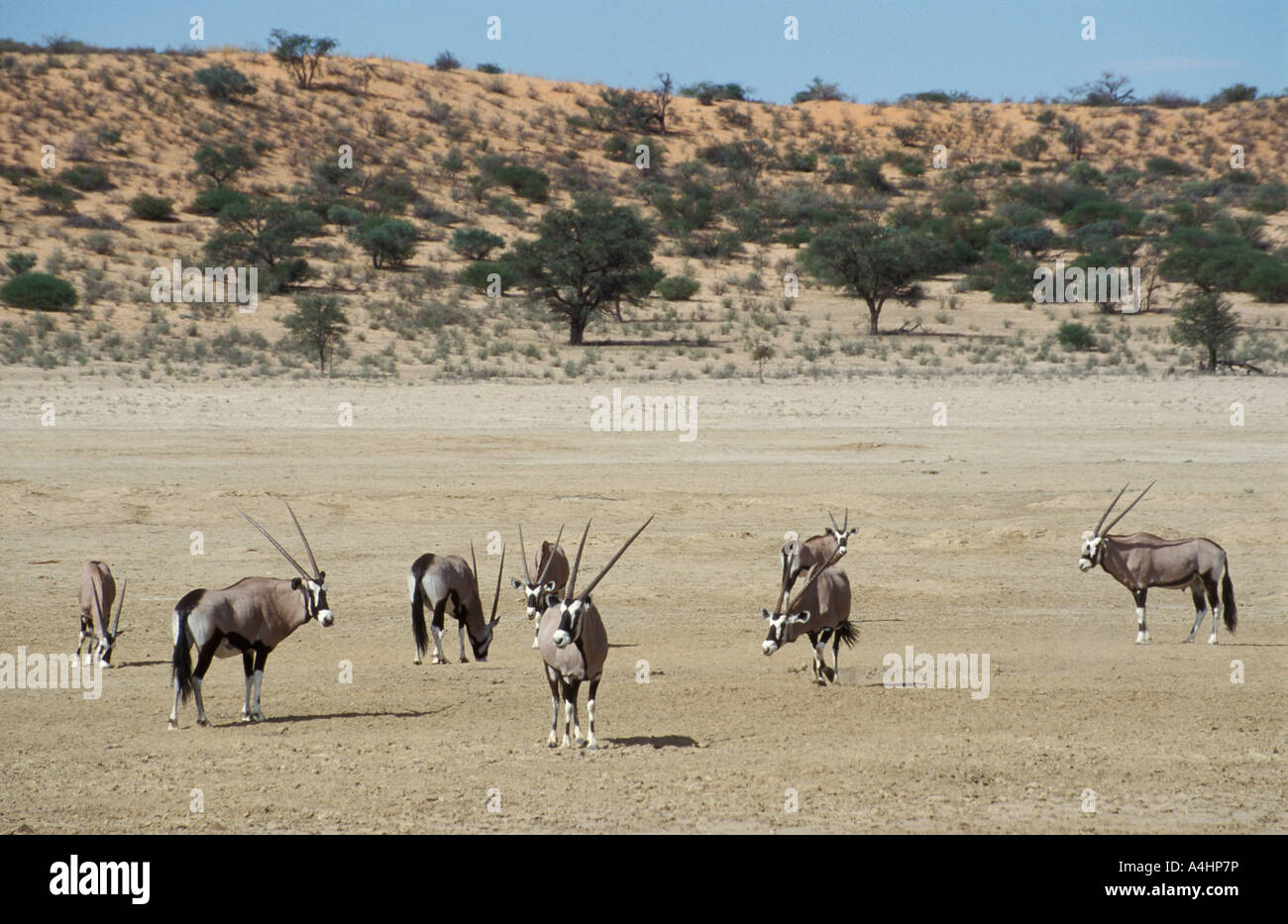 Gemsbok Oryx gazella gazella Kgalagadi Transfrontier Park Northern Cape ...
