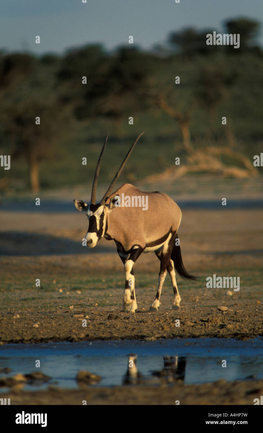 Gemsbok Oryx gazella gazella Kgalagadi Transfrontier Park Northern Cape ...