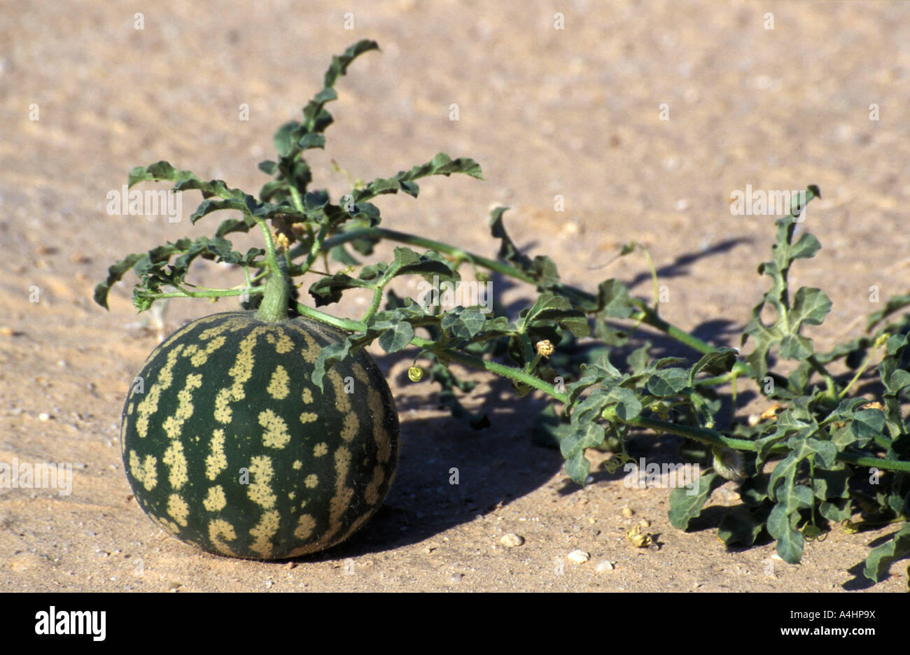 Tsama melon hi-res stock photography and images - Alamy