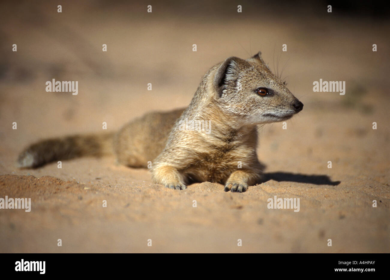 Yellow mongoose Cynictis penicillata Kgalagadi Transfrontier Park ...