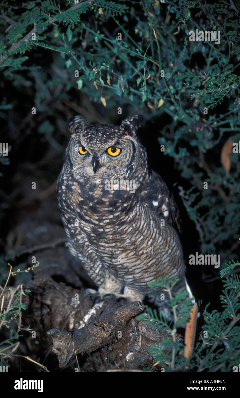 Spotted eagle owl Bubo africanus Northern Cape South Africa Stock Photo ...