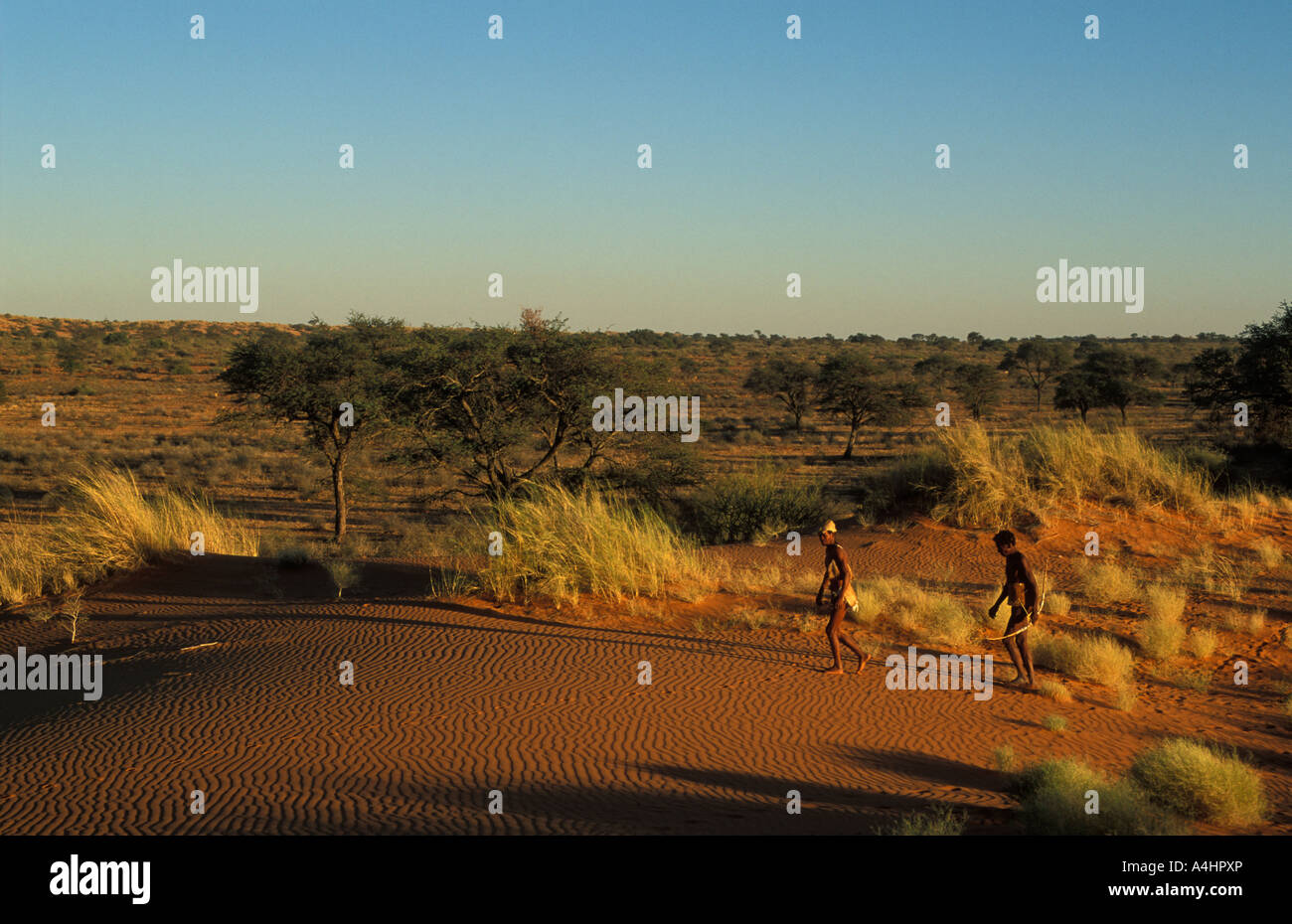 Bushmen San hunting with bow and arrow Kalahari Northern Cape South ...