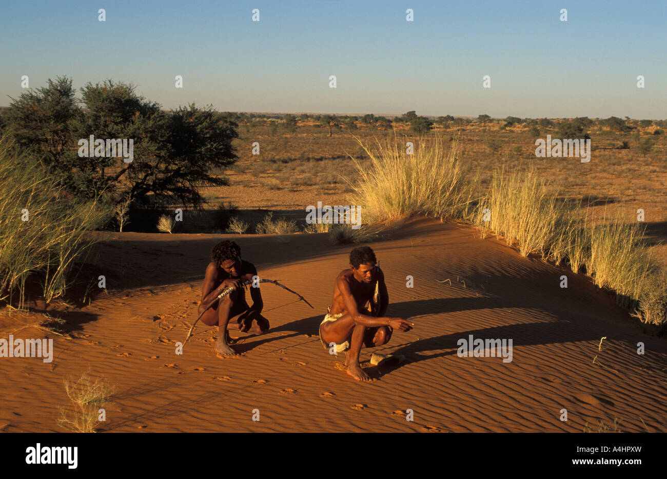 Bushmen San hunting with bow and arrow Kalahari Northern Cape South ...