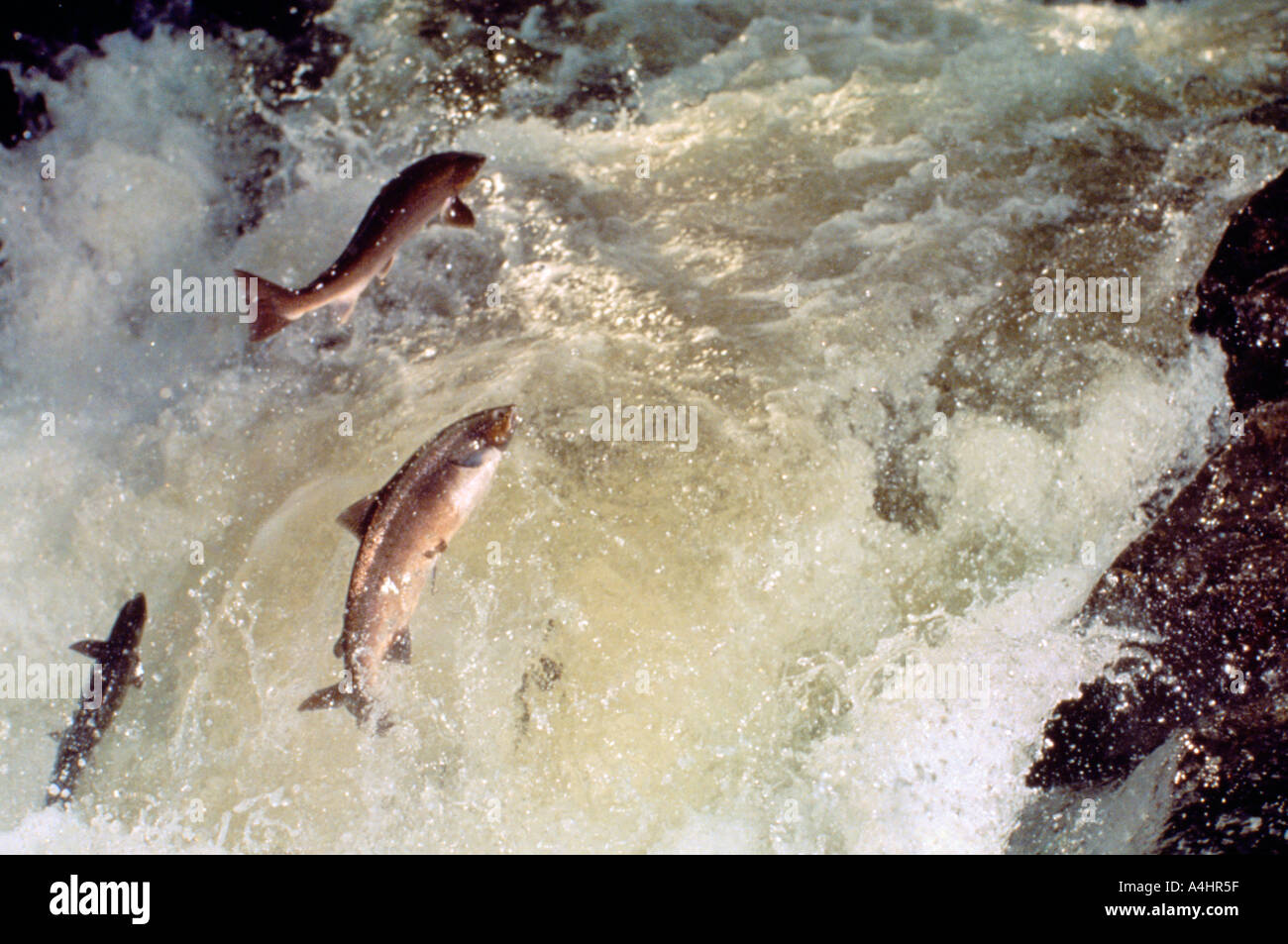 Salmon Leaping Migration Stock Photo - Alamy