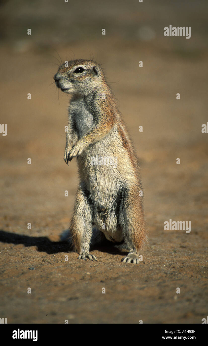 Ground squirrel Xerus inauris Kgalagadi Transfrontier Park Northern ...