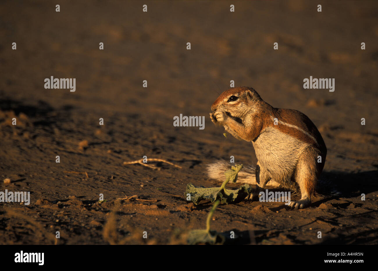 Ground squirrel Xerus inauris Kgalagadi Transfrontier Park Northern ...