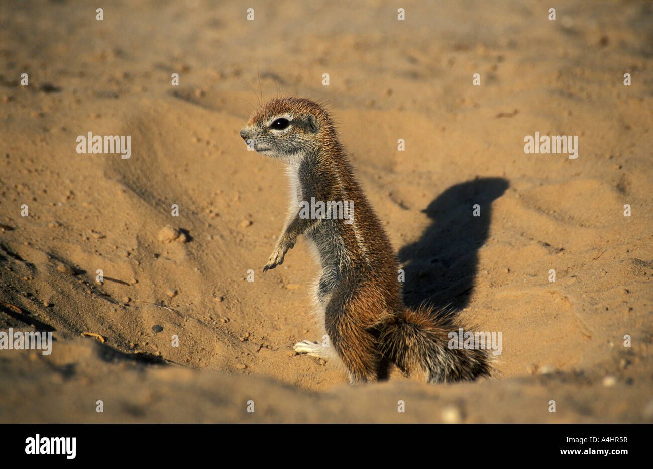 Ground squirrel at its burrow Xerus inauris Kgalagadi Transfrontier ...