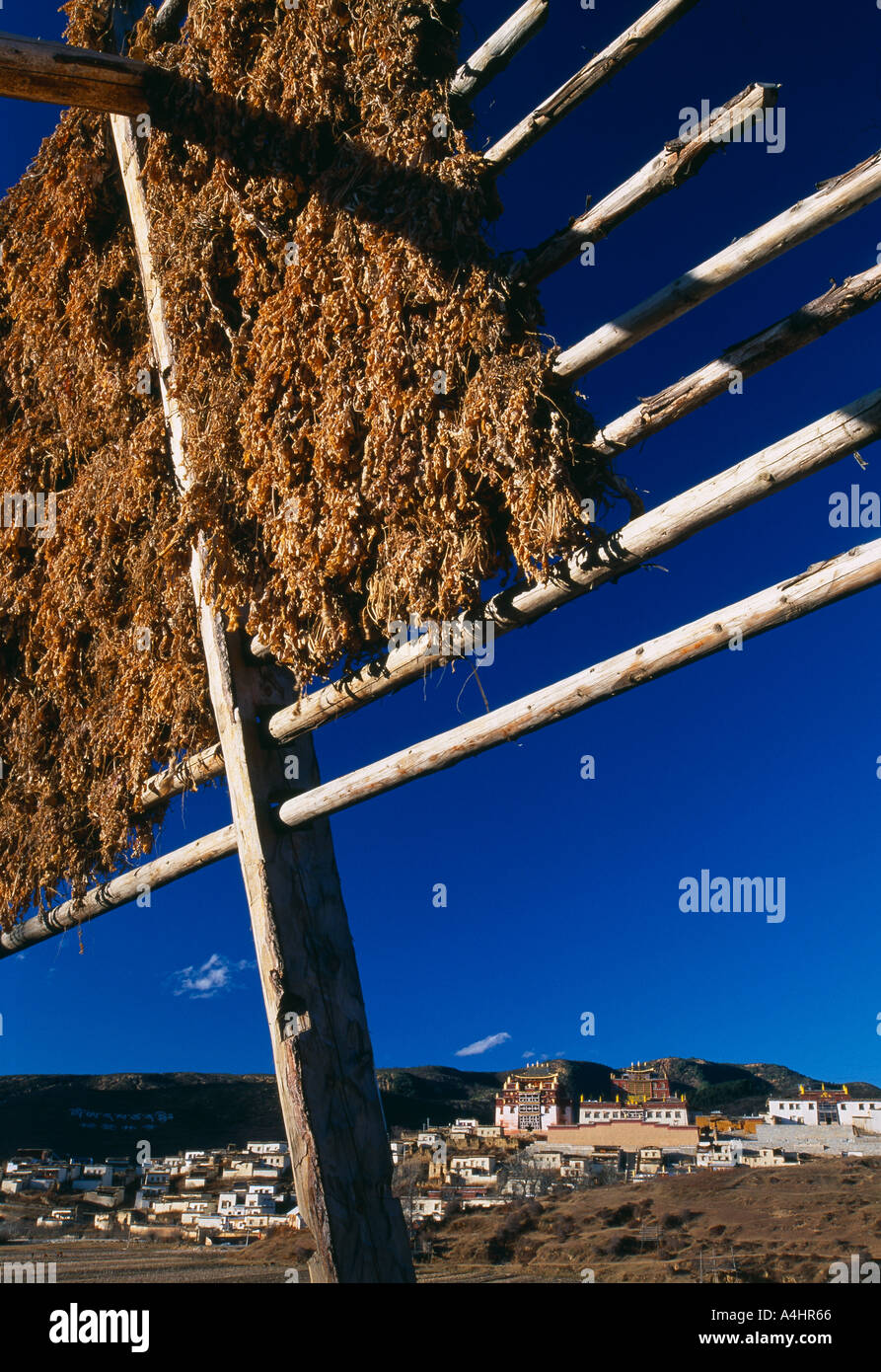 Jietang Songlin Monastery outside Zhongdian with traditional farming ...