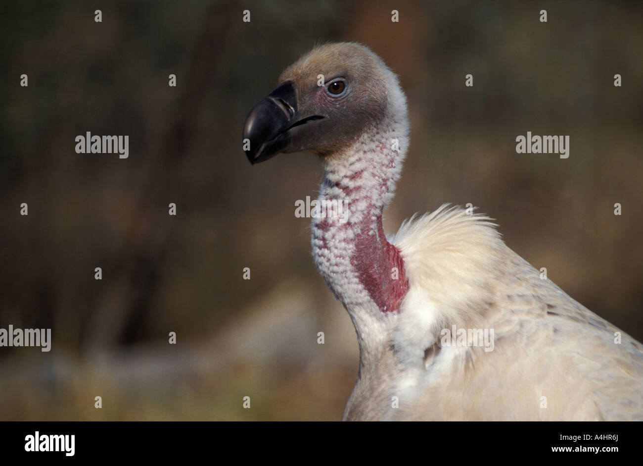 Vulture owl hi-res stock photography and images - Alamy