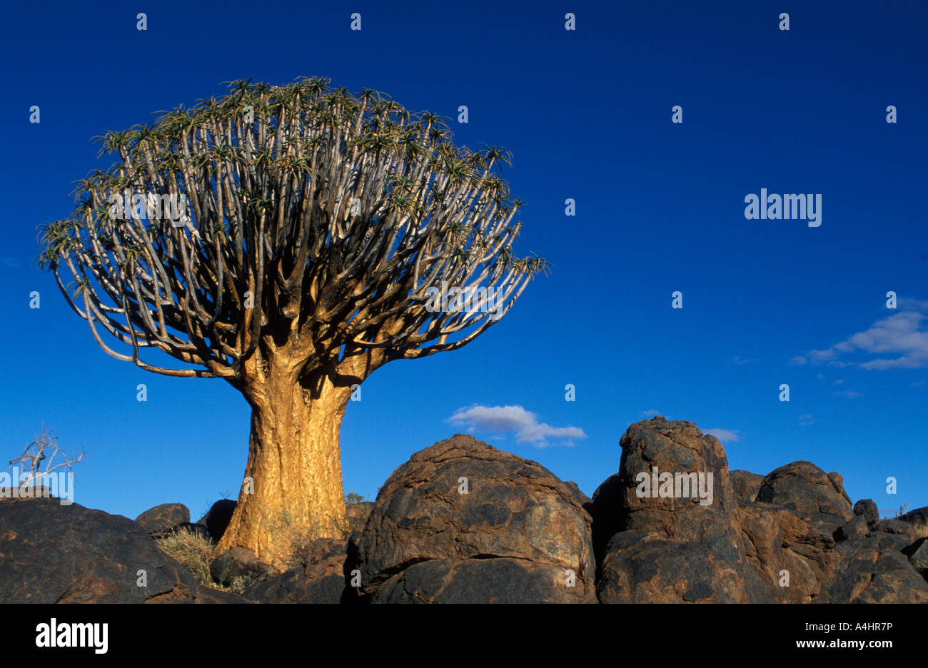 Kokerboom or quiver tree succulent unique to the Kalahari system ...