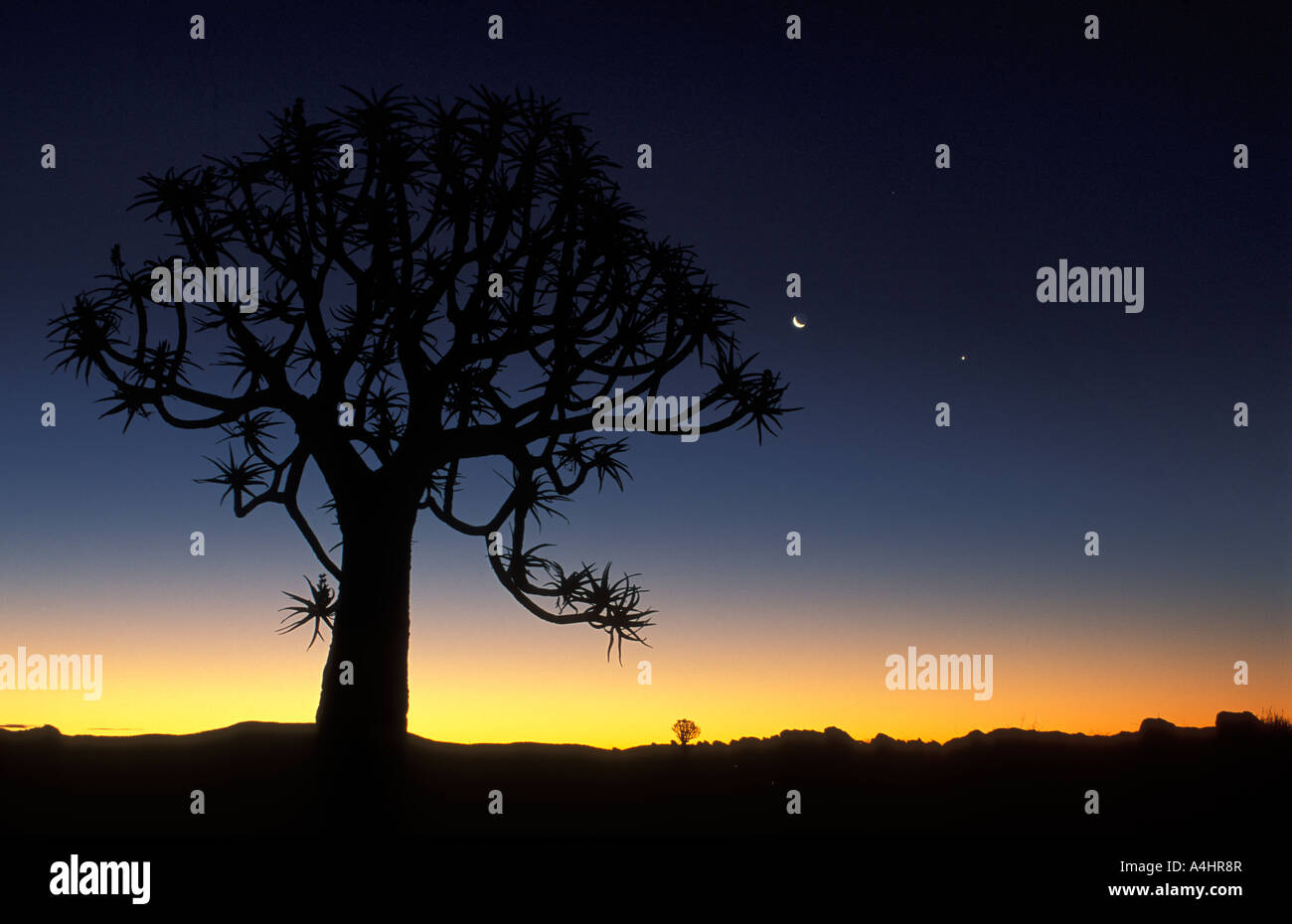 Kokerboom or quiver tree succulent unique to the Kalahari system ...