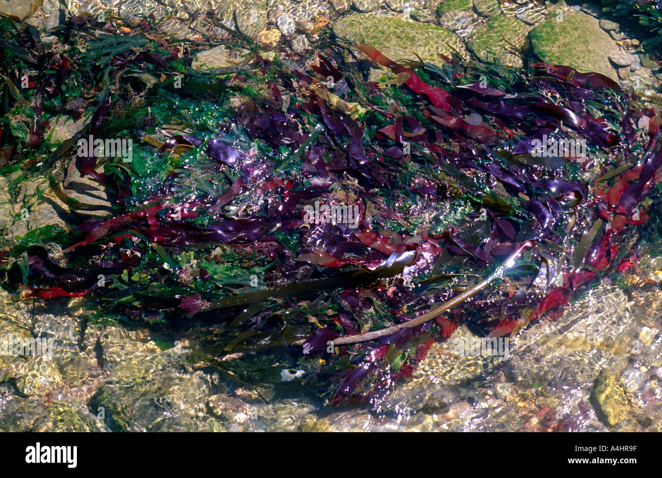 Seaweed in Rock Pool Stock Photo - Alamy