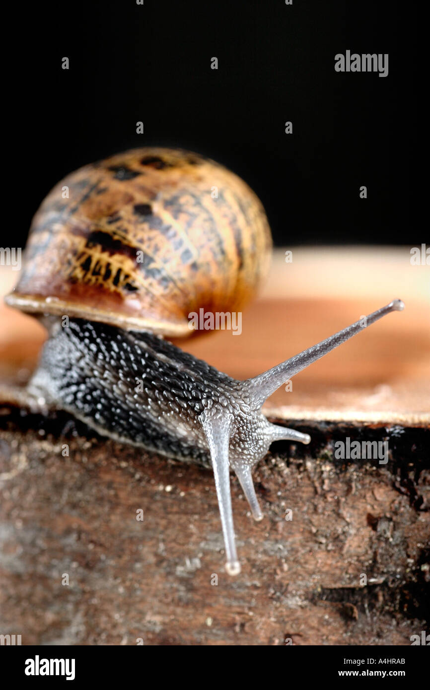 Snail white background trail hi-res stock photography and images - Alamy