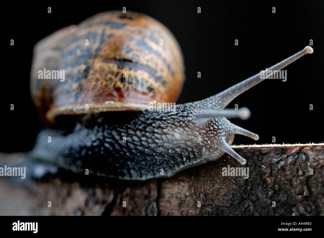 Snail white background trail hi-res stock photography and images - Alamy